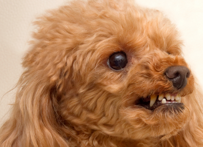 Hondentaal - agressieladder