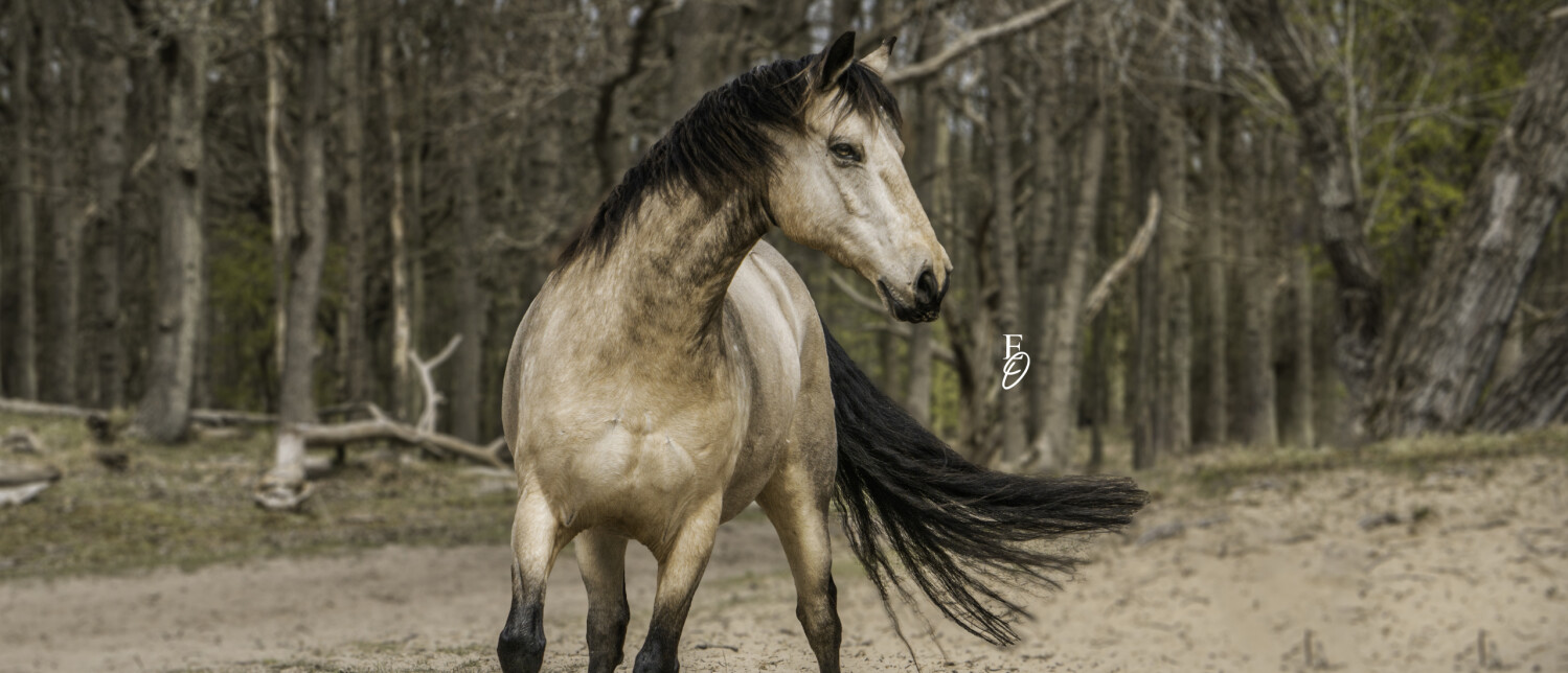 Leave Them Better Than You Found Them: The Horsemanship Rule That ...