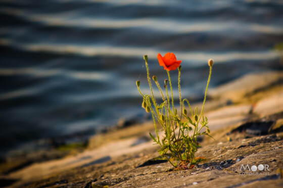 Direct Zonlicht Beheersen in Fotografie – Tips voor Betere Foto’s