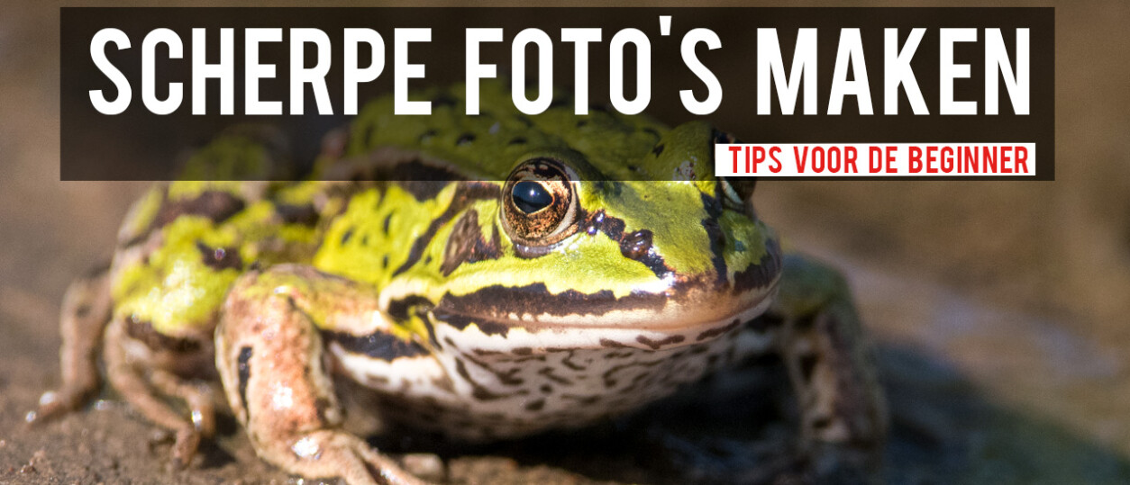 Hoe Maak je Scherpe Fotos: 3 Essentiële Tips voor Beginners