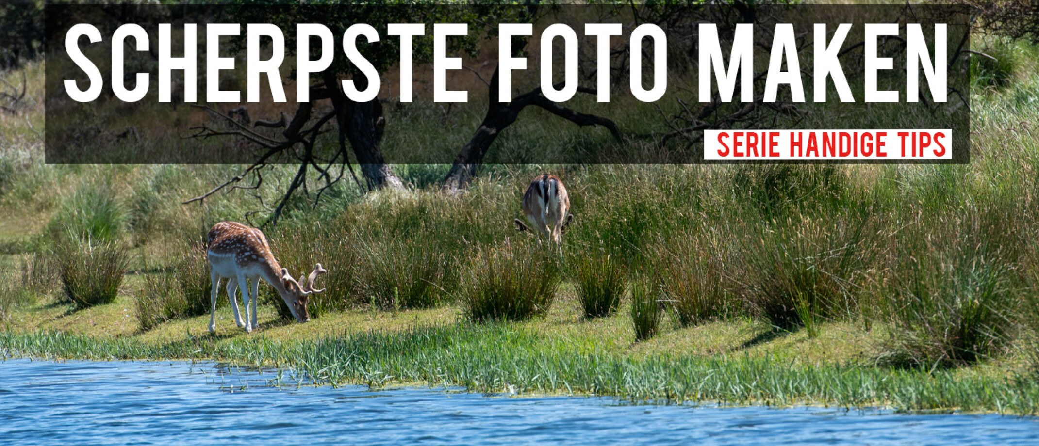 Hoe Maak je Scherpe Fotos: 3 Essentiële Tips voor Beginners