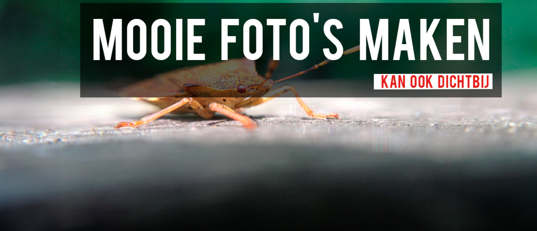 Fotograferen Dichtbij: Ontdek De Schoonheid Om De Hoek