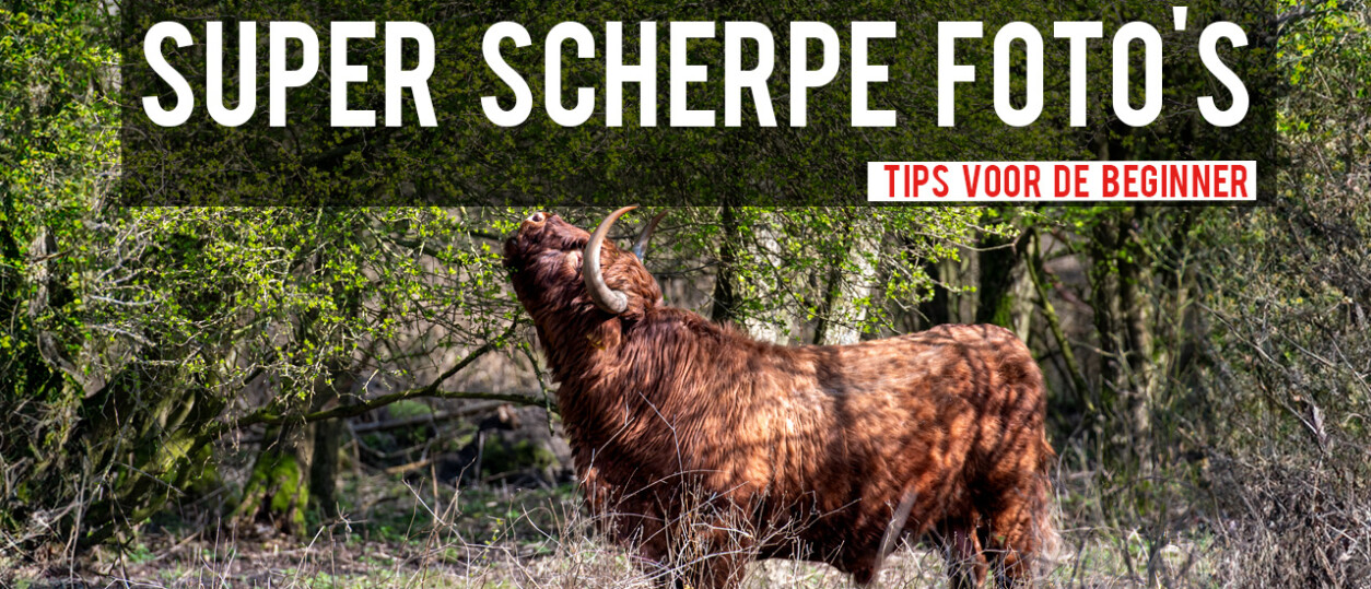 3 Beginnerstips voor scherpe foto’s