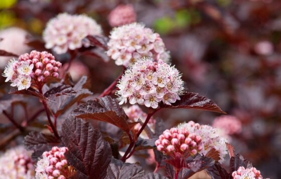 Mooie roodbladige planten | Prachtige kleur in je border