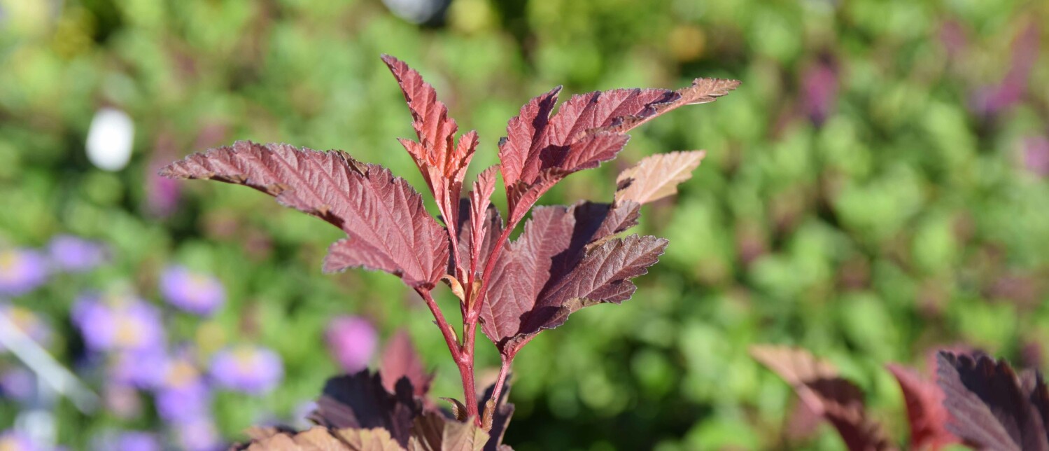 Mooie roodbladige planten | Prachtige kleur in je border