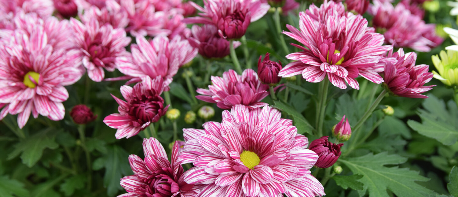 Chrysanten, hoe verzorg ik ze? | Lepona Tuinarrangeurs