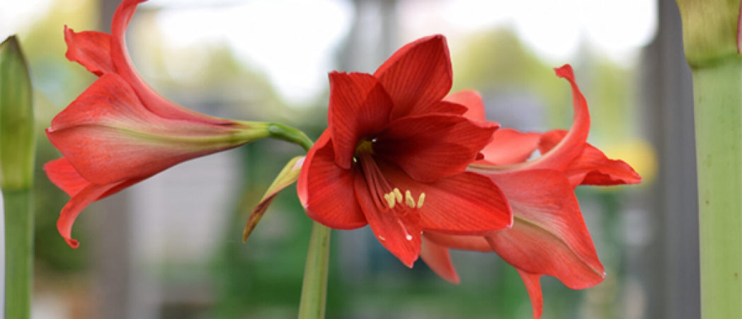 Amaryllis - planten en verzorgen, hoe doe je dat?