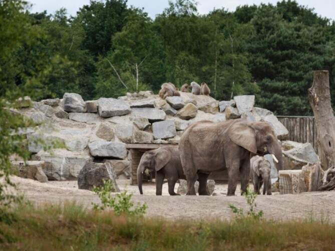 De 7 mooiste en leukste dieren in Safaripark de Beekse Bergen 2024