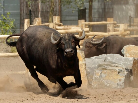 De 7 mooiste en leukste dieren in Safaripark de Beekse Bergen 2024