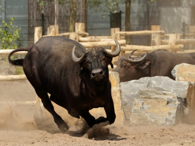 De 7 mooiste en leukste dieren in Safaripark de Beekse Bergen 2024