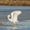 Vitaal Oud Worden