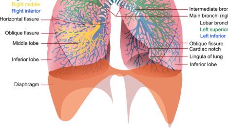 Alles wat je moet weten bij pijn in het middenrif