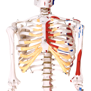 Alles wat jij moet weten als je pijn in je ribben hebt