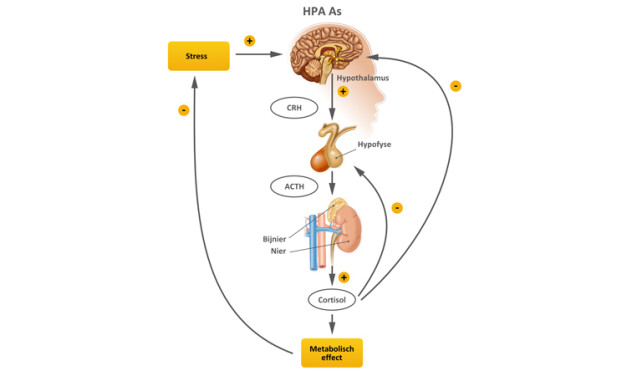 De HPA-as: de stressregelaar van je lichaam