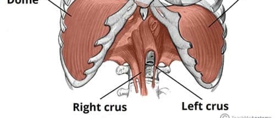 Pijn in je middenrif en rug, wat je lijf je vertelt