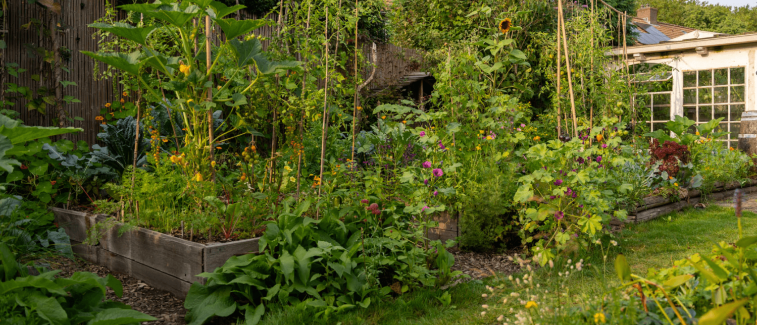 Moestuinieren. In moestuinbakken of in de volle grond?