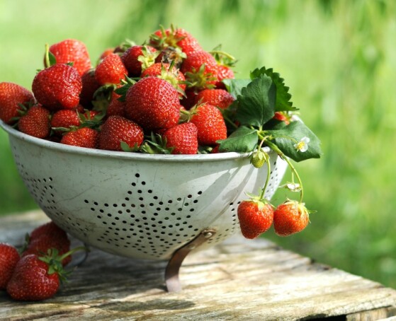 Aardbeien: kweken, verzorgen en vermeerderen