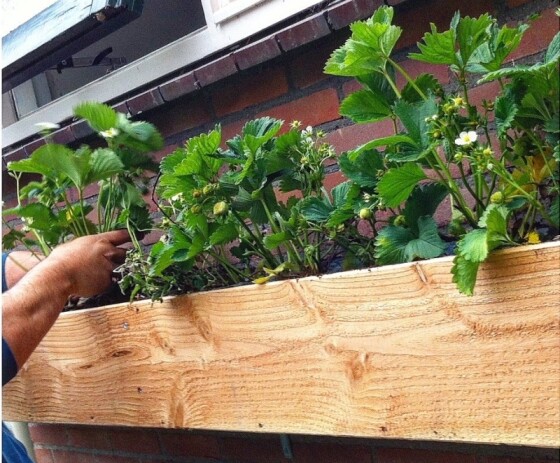 Aardbeien: kweken, verzorgen en vermeerderen