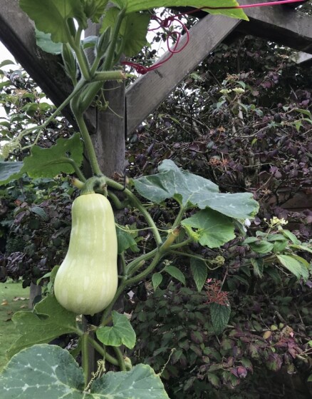 8 tips hoe je pompoen omhoog kunt laten groeien