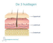 Anatomie huid, haren, nagels en veroudering | Huidopleiding.nl