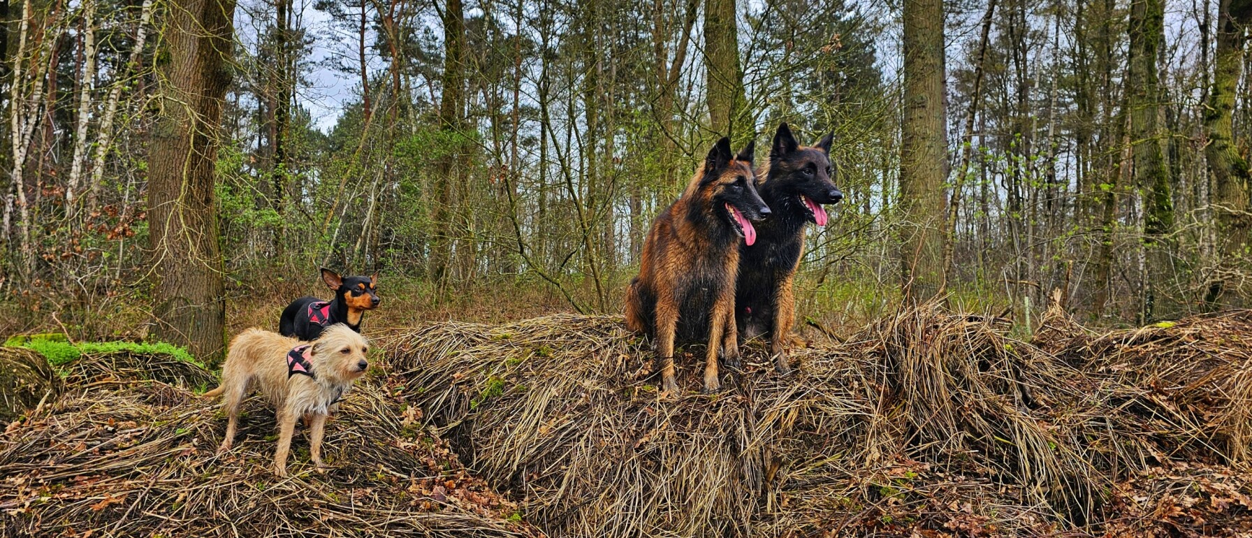 De Bergse Heide in Bergen op Zoom