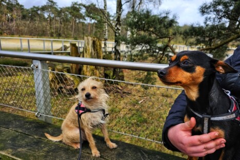 De Bergse Heide in Bergen op Zoom