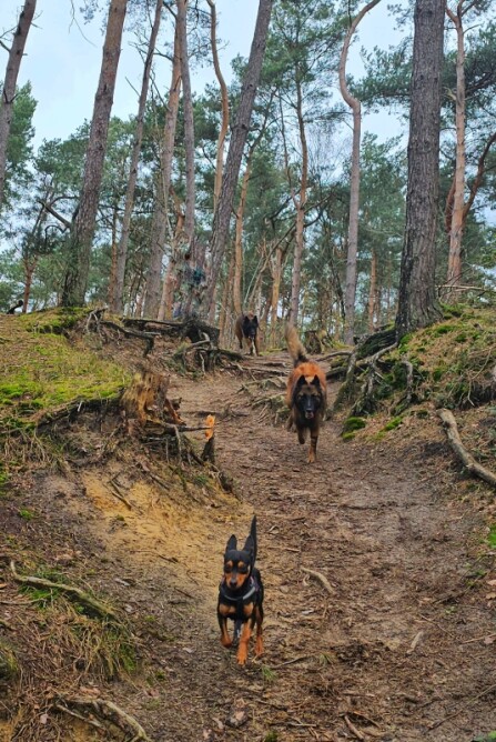 De Bergse Heide in Bergen op Zoom