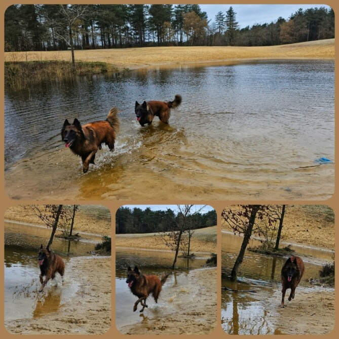 De Bergse Heide in Bergen op Zoom