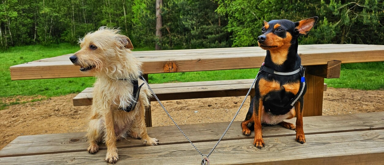 Hondenlosloopgebied Harskamp