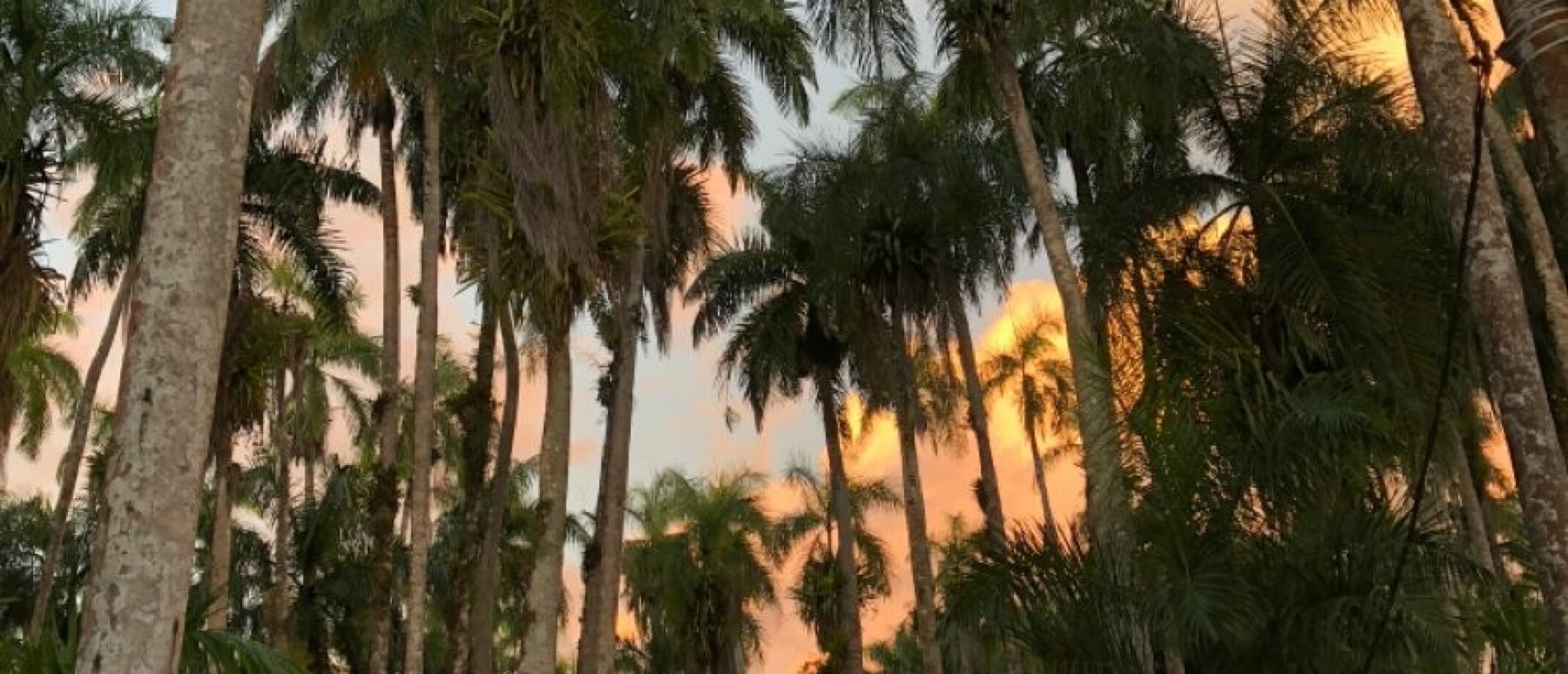 “Palmentuin Paramaribo: een spirituele ontmoetingsplek waar verleden en ...