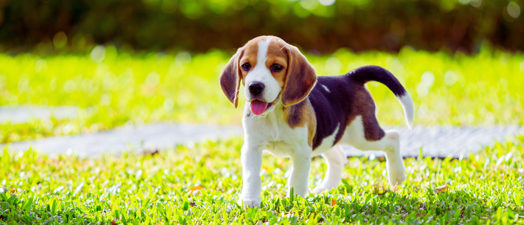 Beagle pup kopen? Gezonde Beagles bij Woefkesranch
