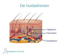 De huid: hoe ziet die er uit?