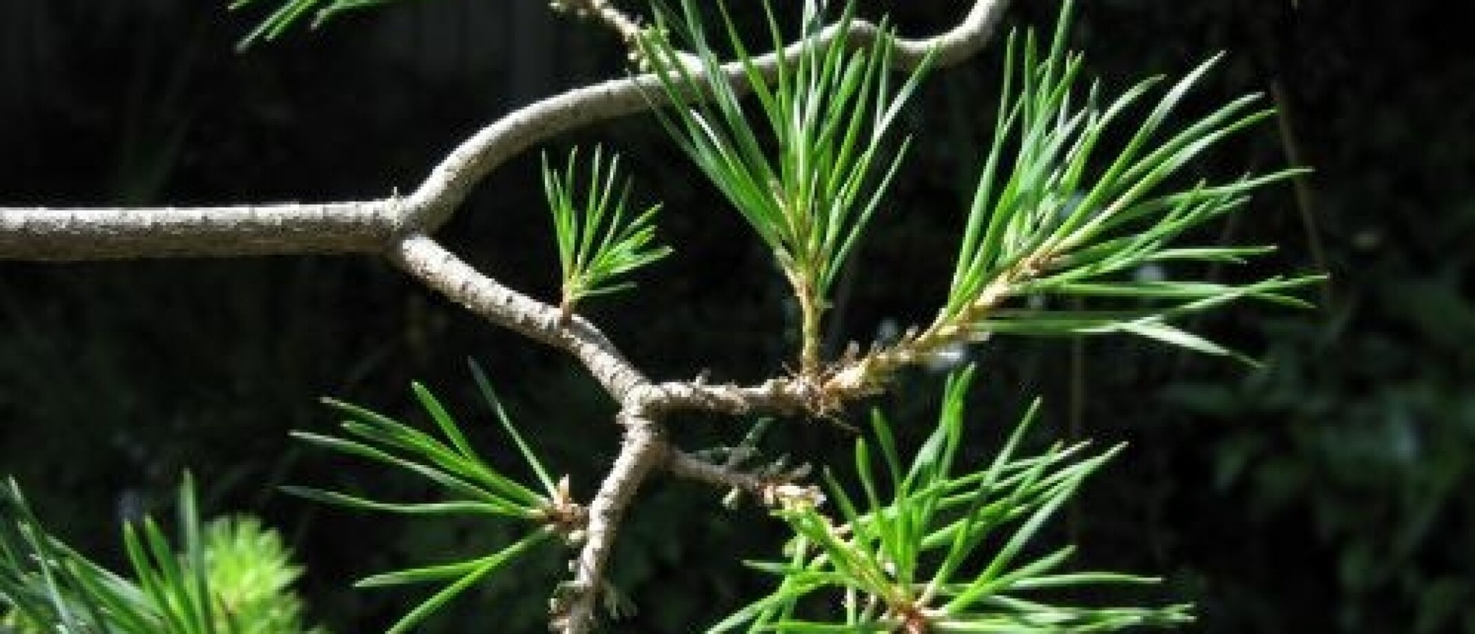 Bonsai Pinus sylvestris: snoeien, nijpen en plukken Bonsai Pinus sylvestris