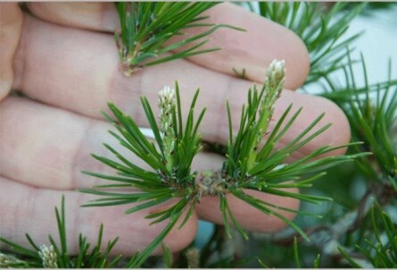 Hoe snoei je een bonsai rode en zwarte pinus? Basistechnieken voor gezonde groei
