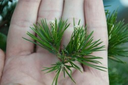 Hoe snoei je een bonsai rode en zwarte pinus? Basistechnieken voor gezonde groei