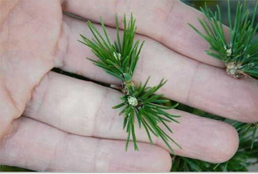 Hoe snoei je een bonsai rode en zwarte pinus? Basistechnieken voor gezonde groei