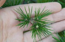 Hoe snoei je een bonsai rode en zwarte pinus? Basistechnieken voor gezonde groei