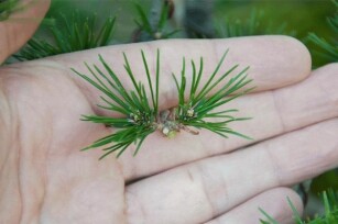 Hoe snoei je een bonsai rode en zwarte pinus? Basistechnieken voor gezonde groei