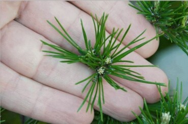 Hoe snoei je een bonsai rode en zwarte pinus? Basistechnieken voor gezonde groei