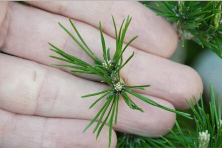 Hoe snoei je een bonsai rode en zwarte pinus? Basistechnieken voor ...