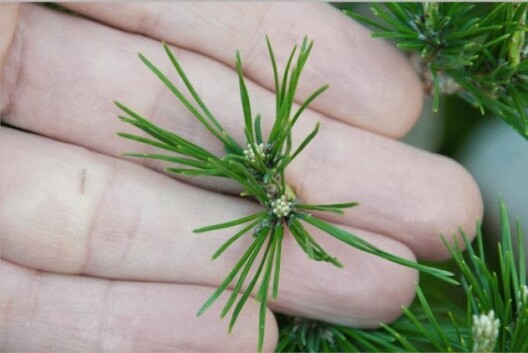 Hoe snoei je een bonsai rode en zwarte pinus? Basistechnieken voor gezonde groei