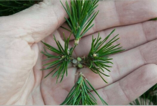 Hoe snoei je een bonsai rode en zwarte pinus? Basistechnieken voor gezonde groei