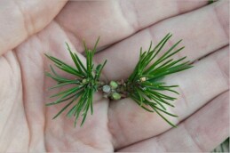 Hoe snoei je een bonsai rode en zwarte pinus? Basistechnieken voor gezonde groei