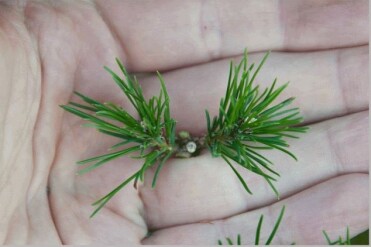 Hoe snoei je een bonsai rode en zwarte pinus? Basistechnieken voor gezonde groei