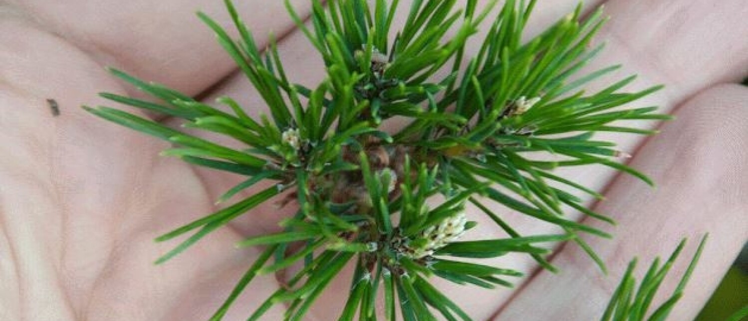 Hoe snoei je een bonsai rode en zwarte pinus? Basistechnieken voor gezonde groei