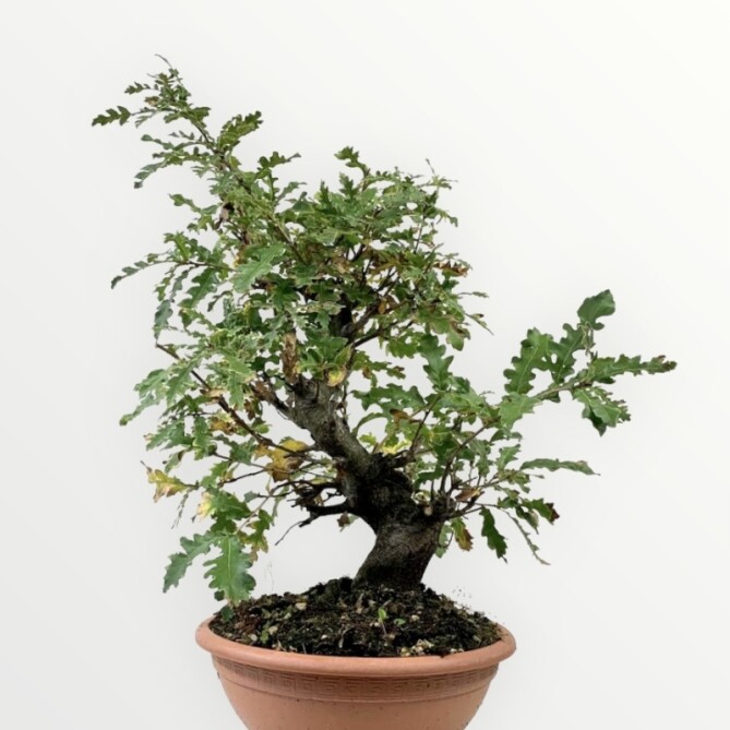 Bonsai boom verzorgen herfst - september - Bonsaihobby