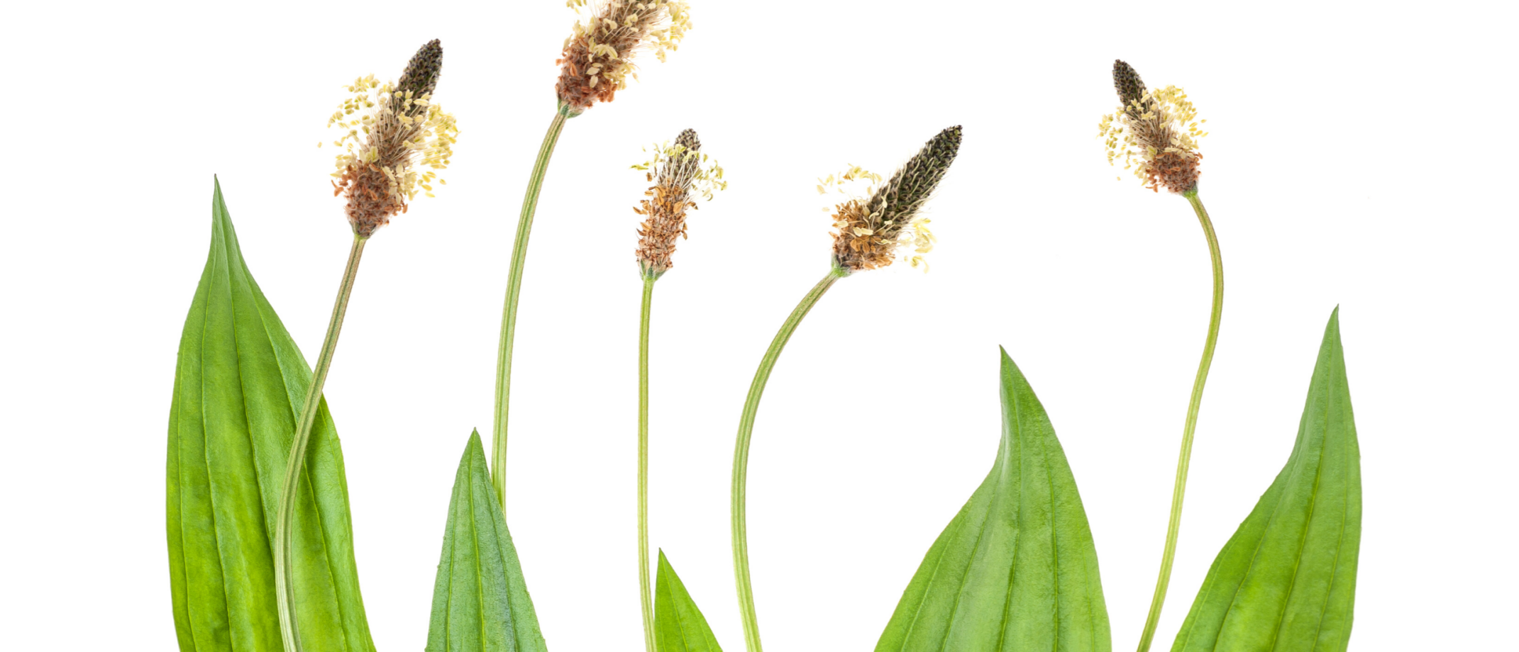 Weegbree - wildplukken - eten - geneeskracht