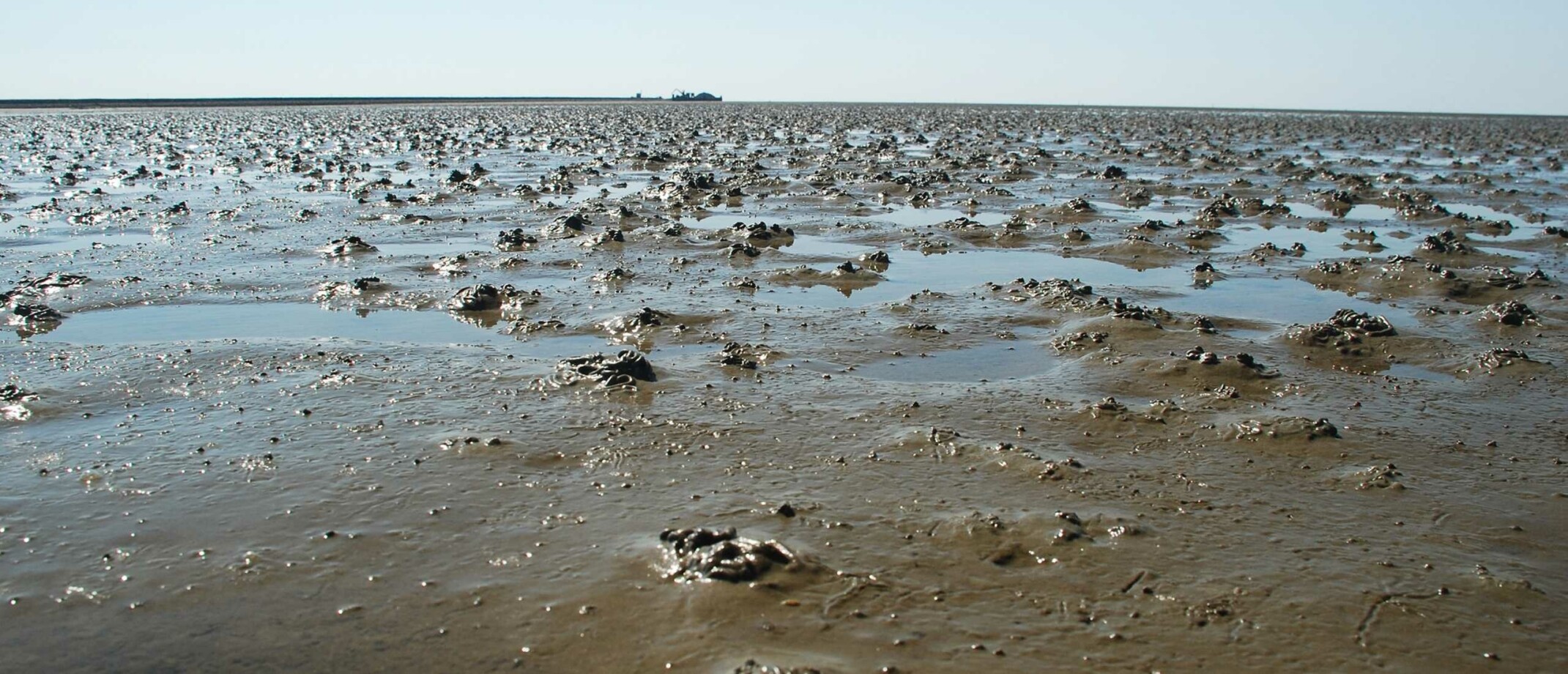 Werelderfgoed Waddenzee – Natuur, vogels & activiteiten bij Texel