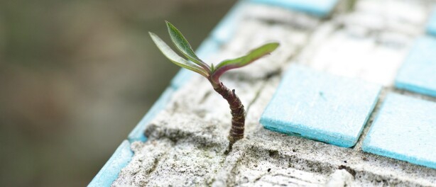 De 5 principes van Mars: leren van een geheimzinnig succesverhaal