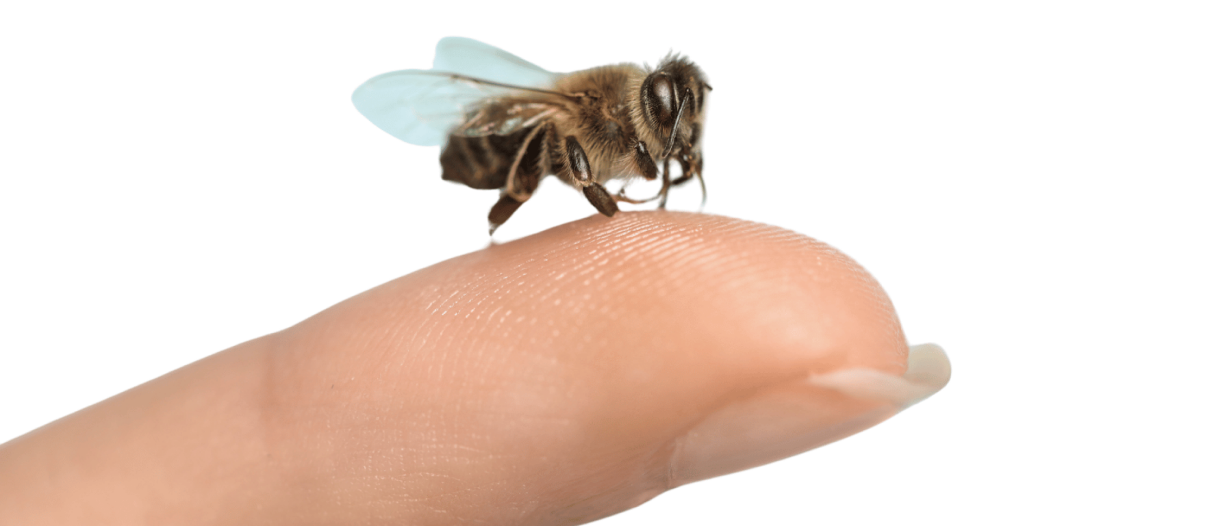 Helpt bijengif tegen wratten? | Sproet